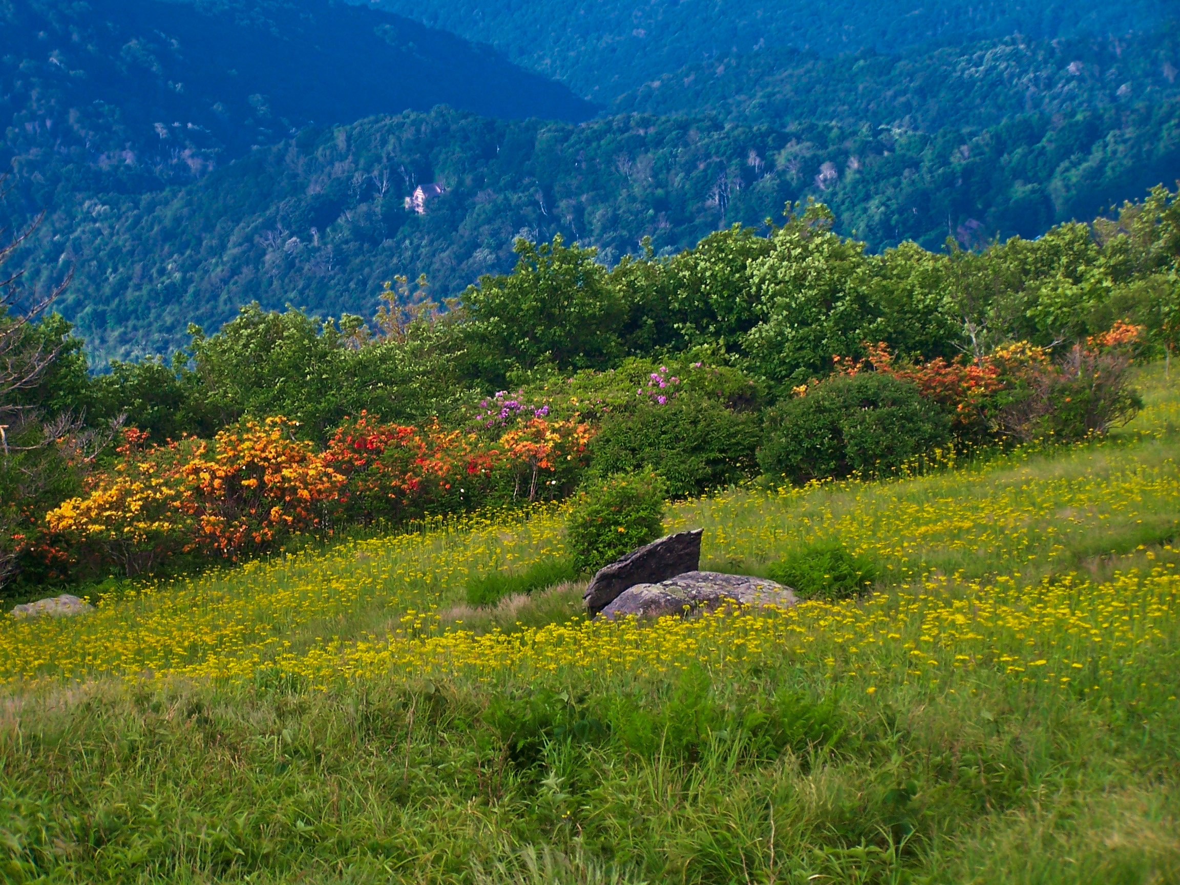Roan Mountain, TN - Grey Otter OUTventures®