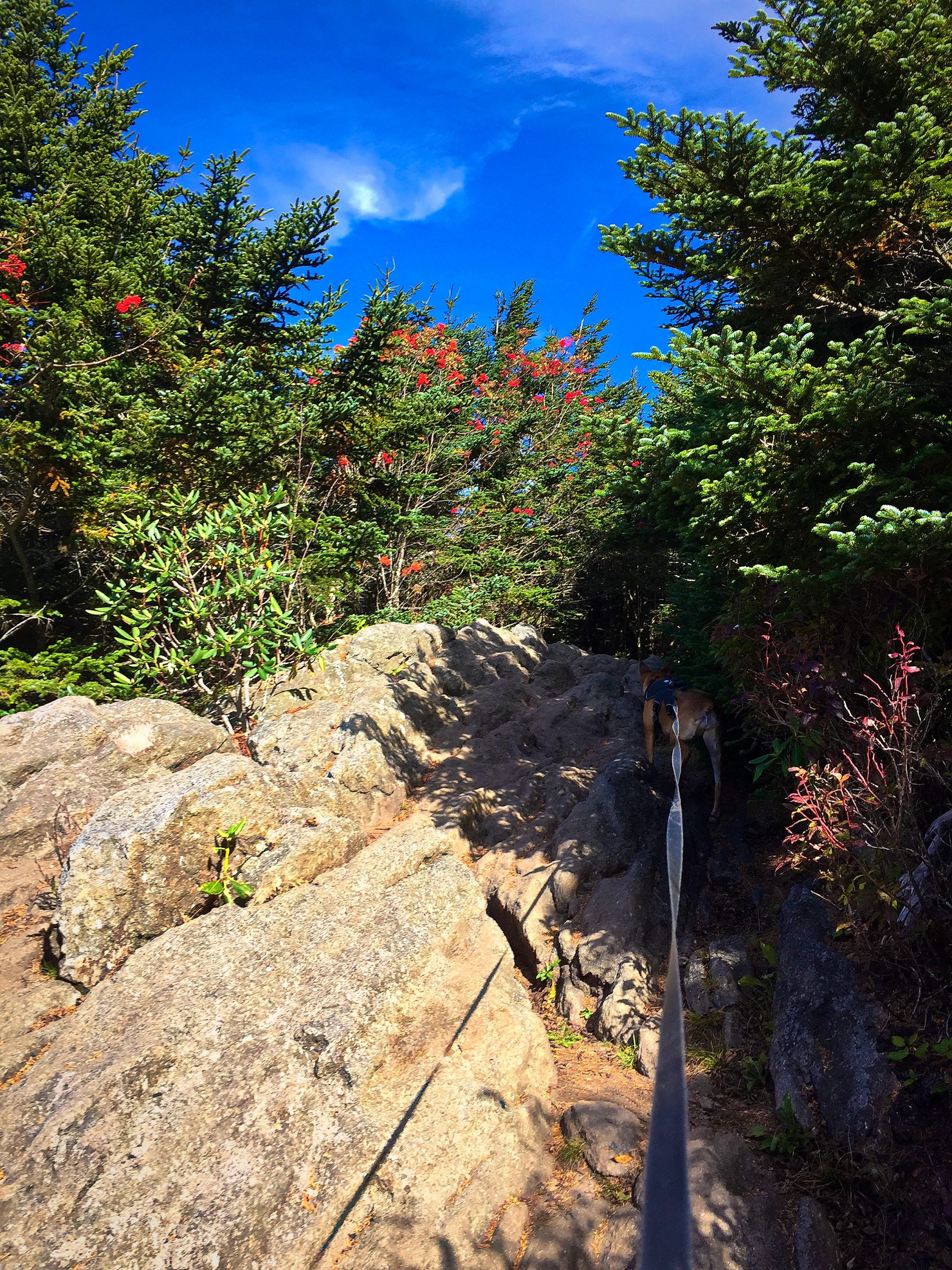 Mount Mitchell State Park - Deep Gap Trail - Grey Otter OUTventures®