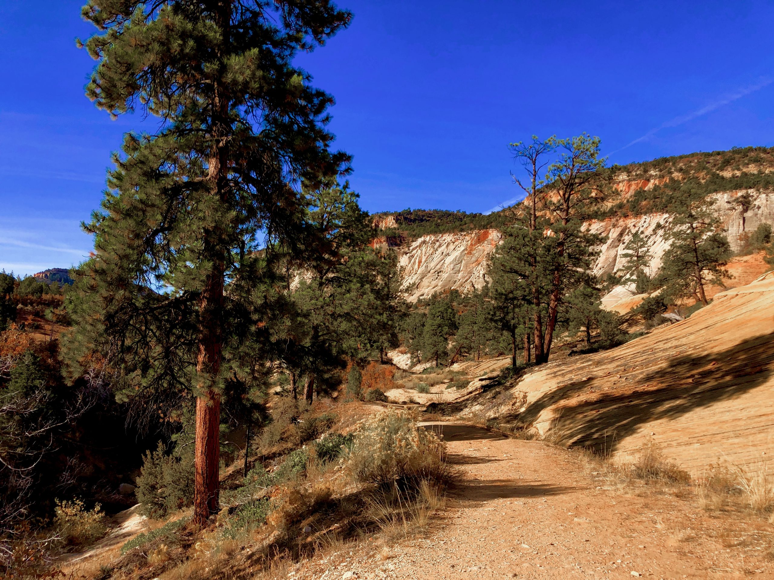 Zion National Park - East Rim Trail - Grey Otter OUTventures®