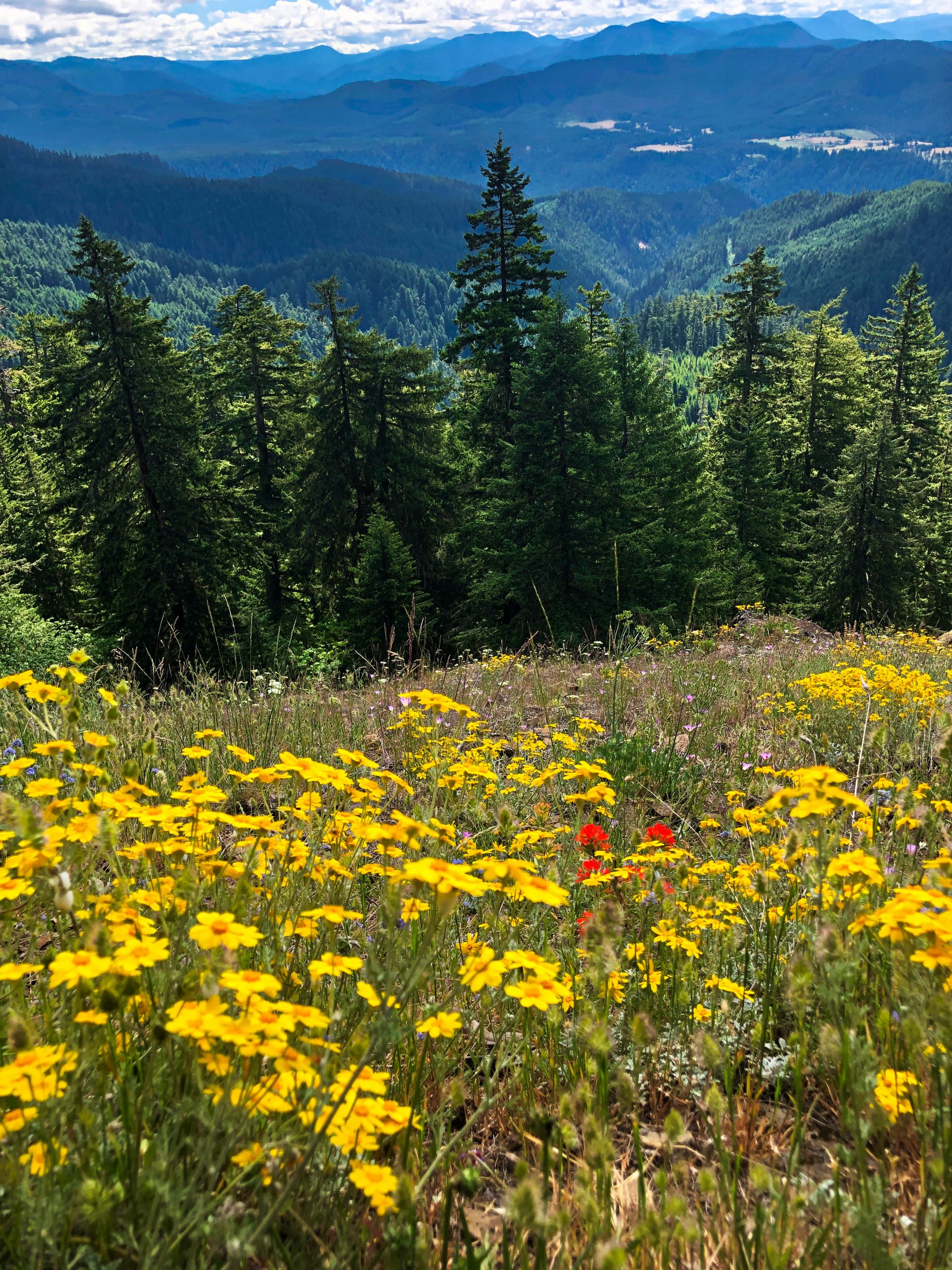 Alpine Trails - Oakridge, OR - Grey Otter OUTventures®